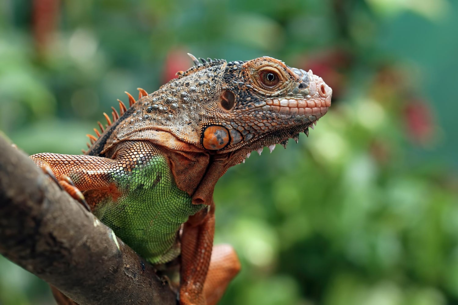 33 Curiosidades Sobre Los Reptiles
