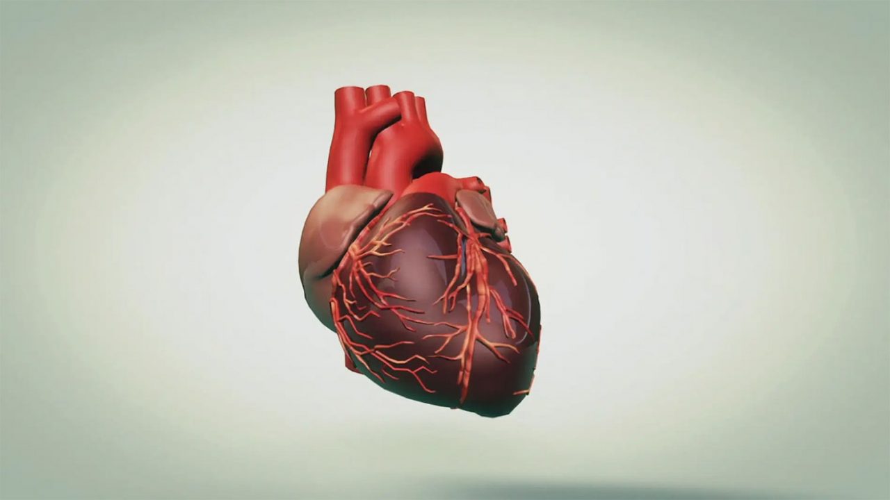 38 Curiosidades Sobre El Corazon
