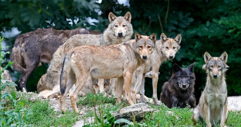 40 Curiosidades Sobre Los Lobos