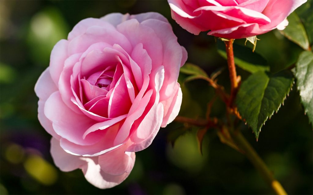 35 Curiosidades Sobre A Flor Rosa