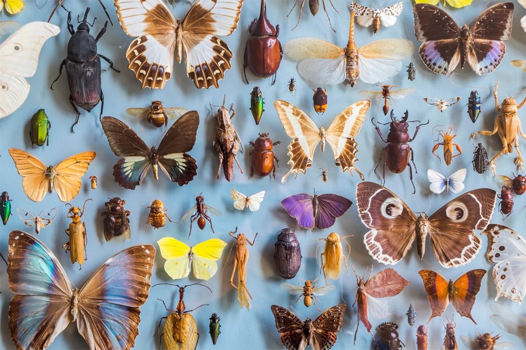 100 Curiosidades Sobre Los Insectos
