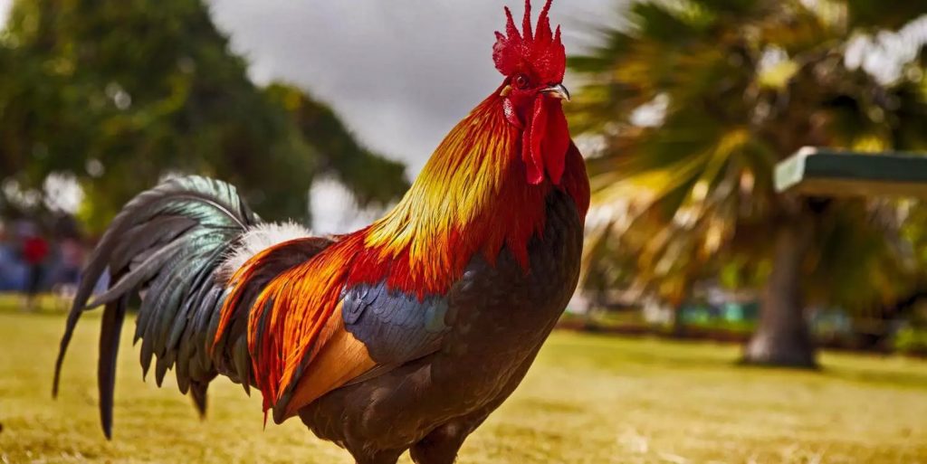 34 Curiosidades Sobre O Animal Galo